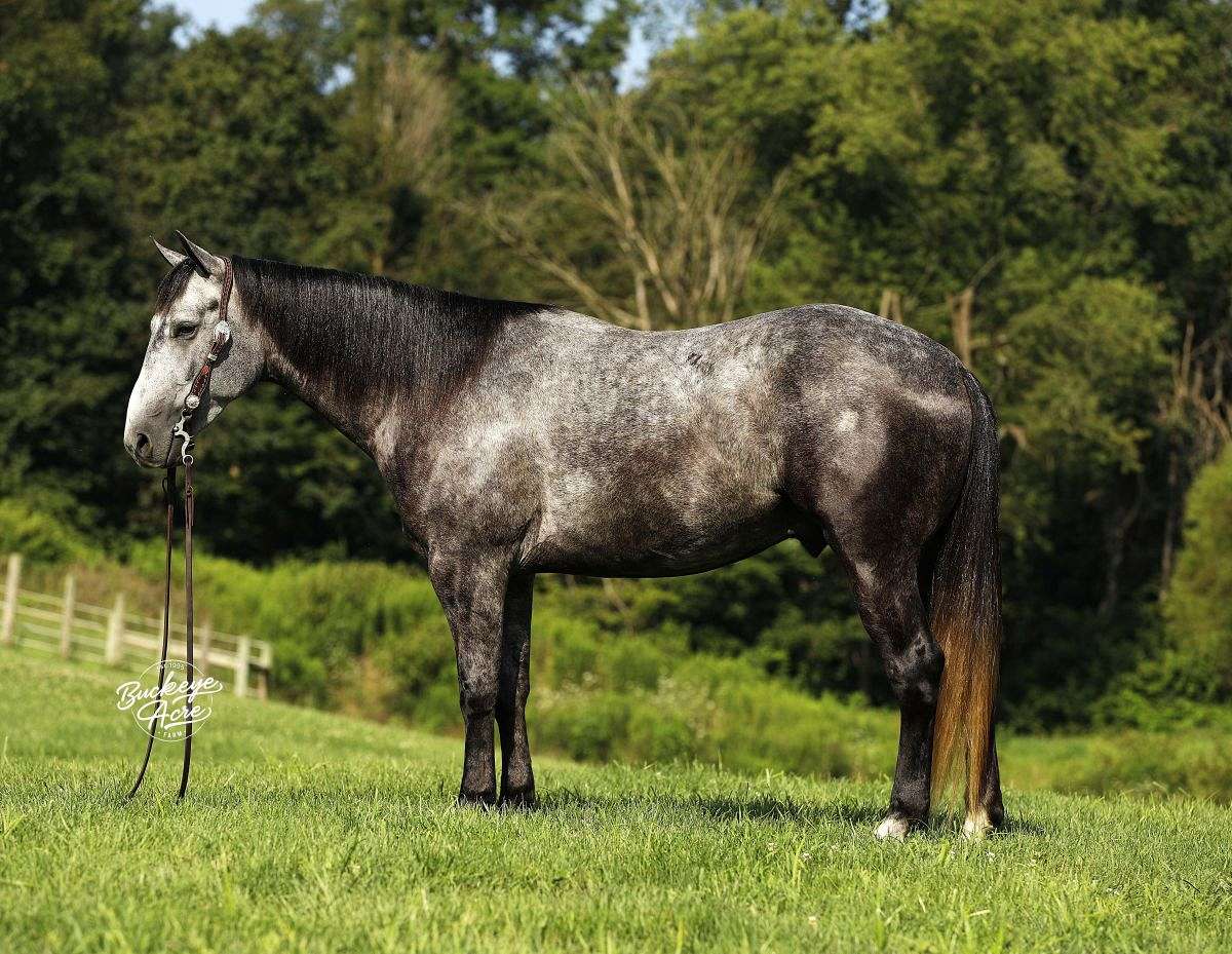 Shadow a 4 Yr 15.1 Hand Dappled Grey AQHA Gelding | Trail Ready