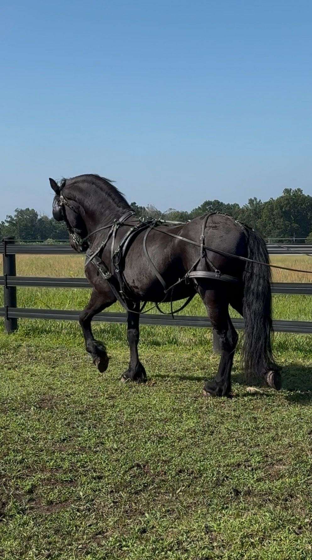 6 Year Old Black Friesian Gelding