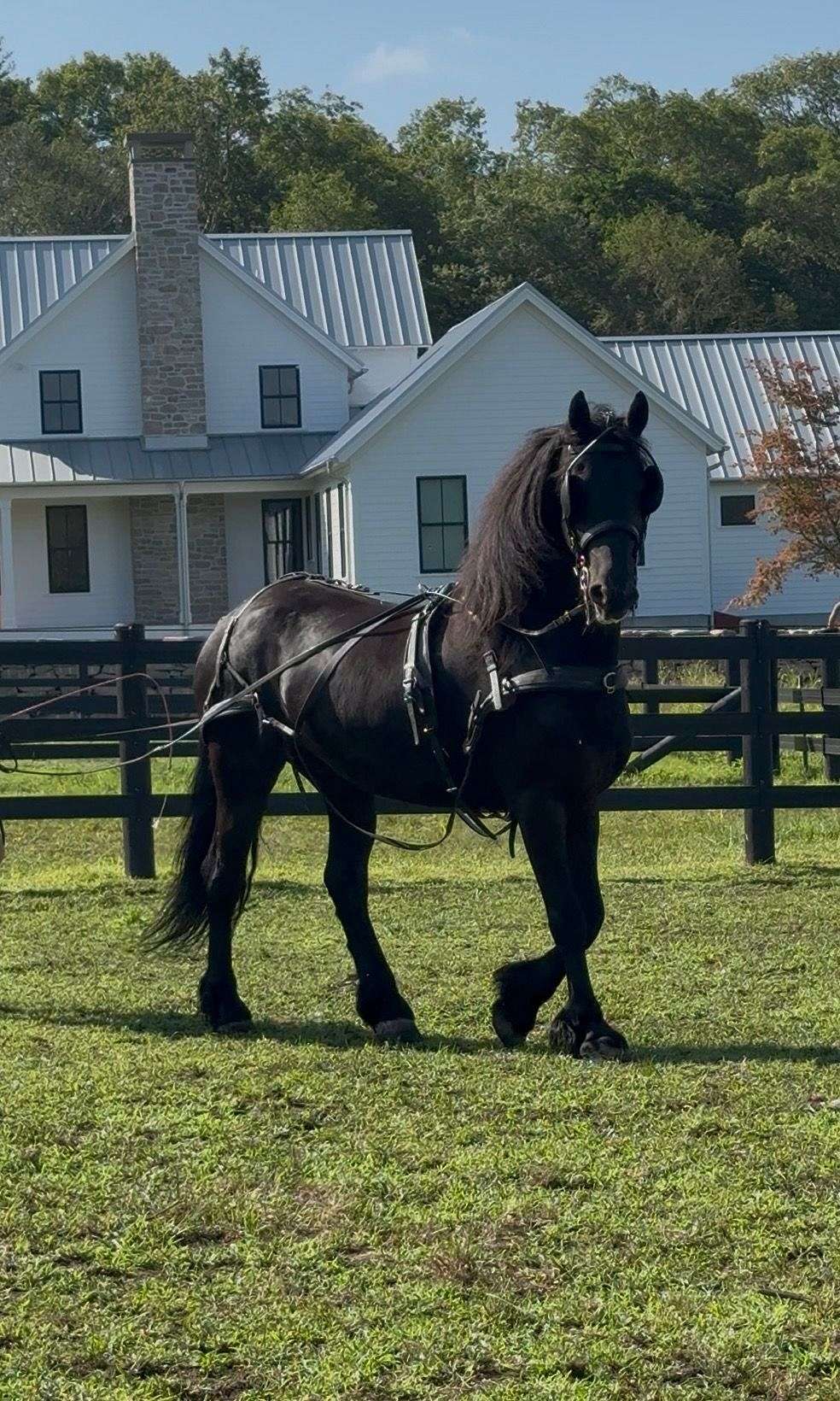 6 Year Old Black Friesian Gelding