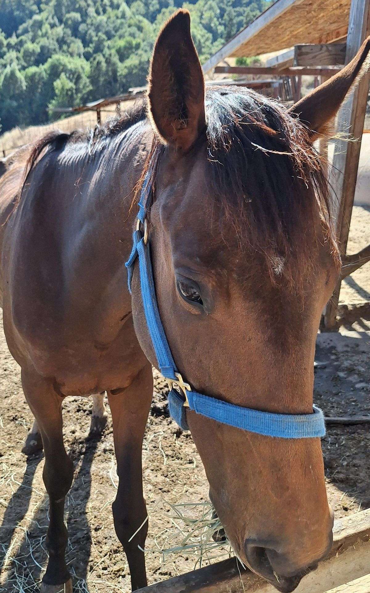 16.2 Hands 5 Year Old Thoroughbred Gelding