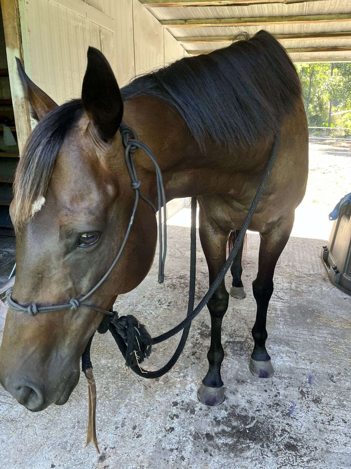 Tall, Bomb Proof Trail Horse, Husband Horse or Beginner Lesson