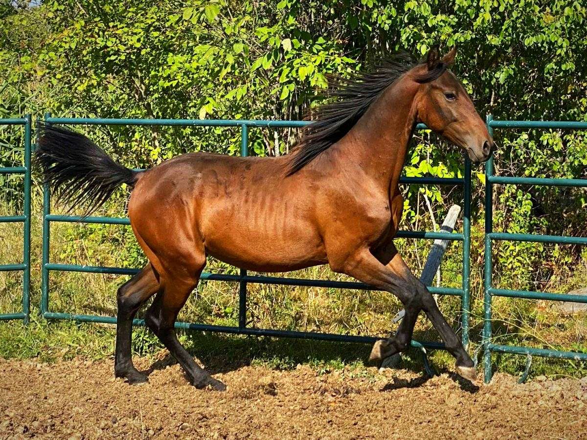Lvf Smokeshow (the Ultimate Sporthorse Cross - Friesian/Morgan/AQHA
