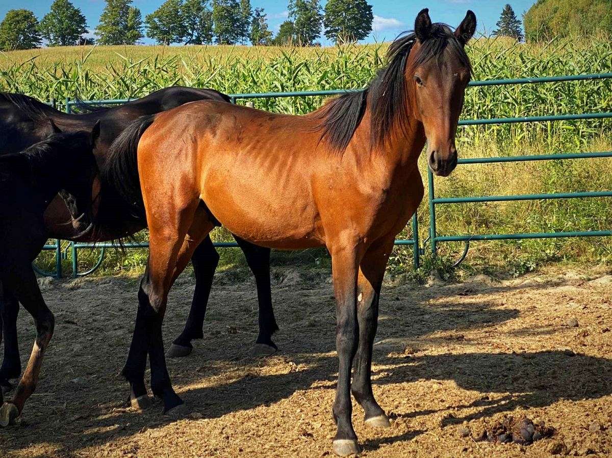 Lvf Smokeshow (the Ultimate Sporthorse Cross - Friesian/Morgan/AQHA