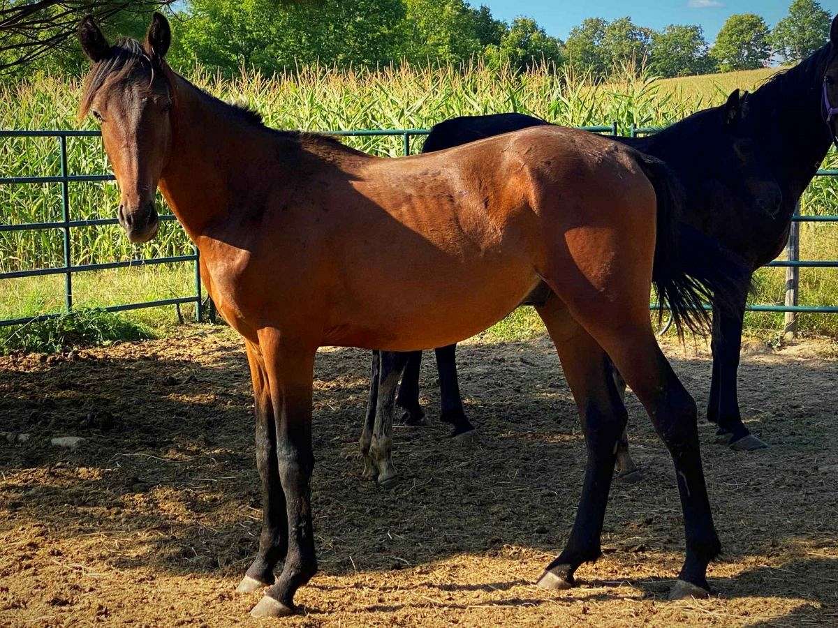 Lvf Smokeshow (the Ultimate Sporthorse Cross - Friesian/Morgan/AQHA