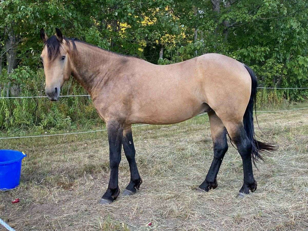 Lvf Smokeshow (the Ultimate Sporthorse Cross - Friesian/Morgan/AQHA