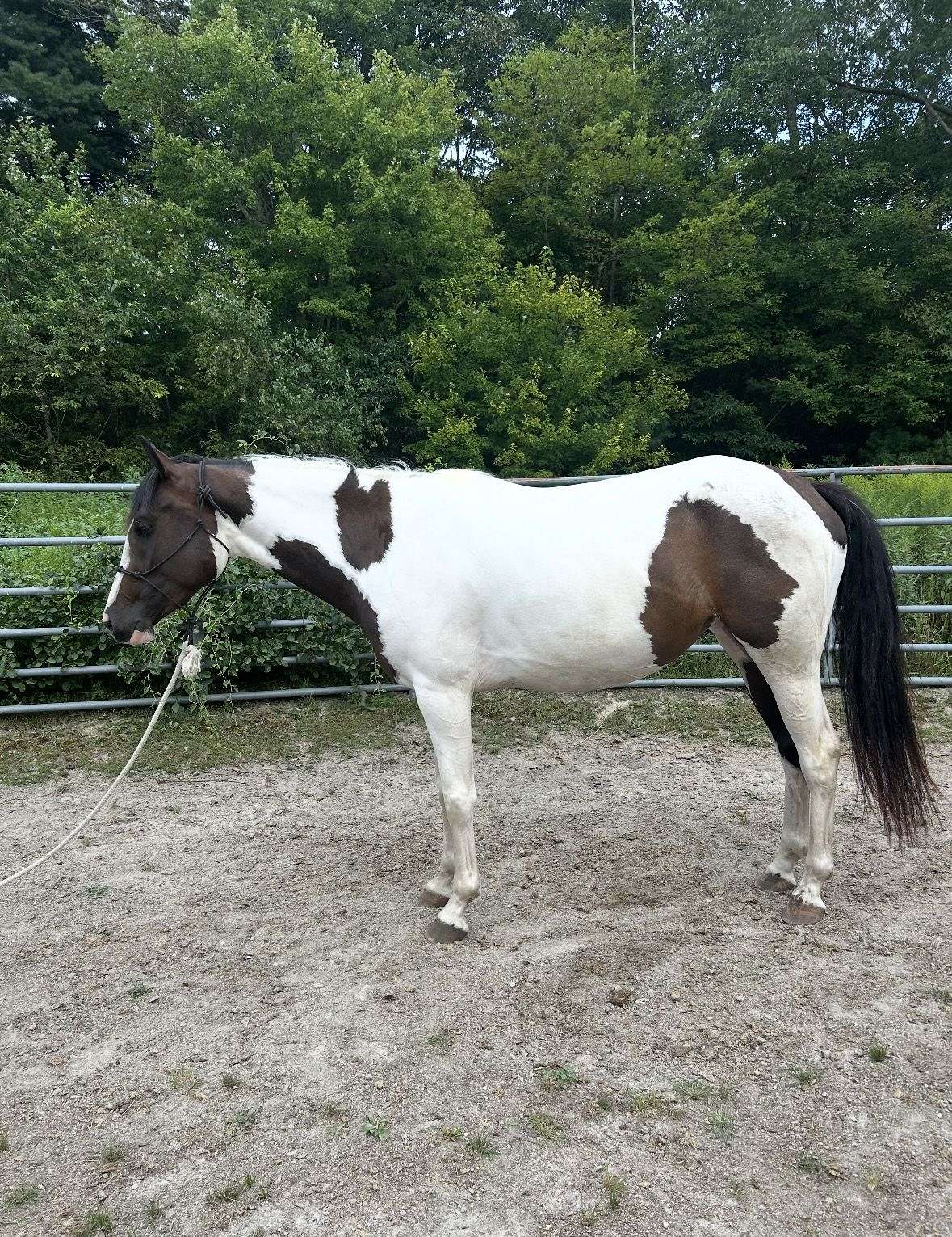 Paint TB Mare