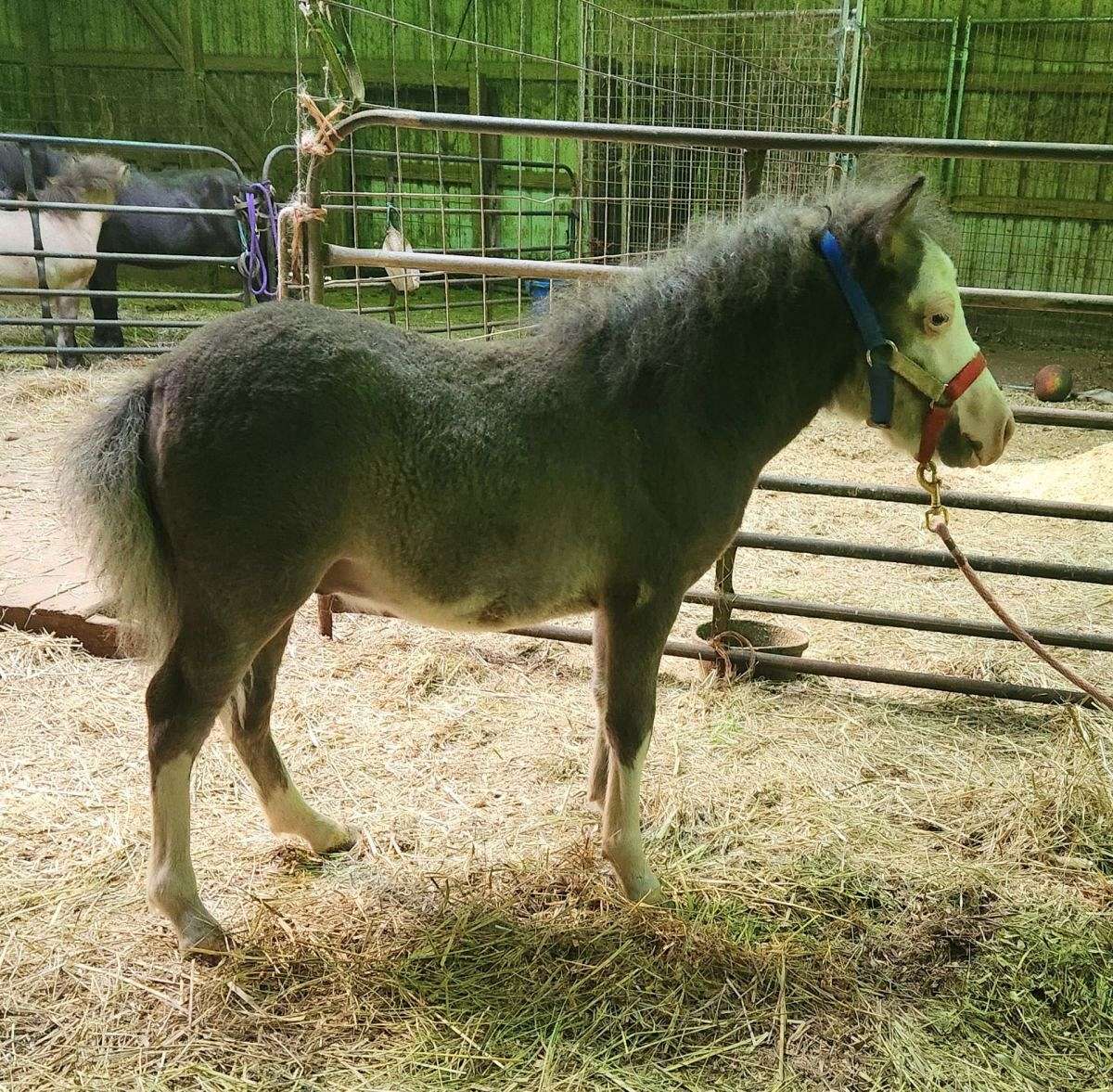 AMHR Eligible 2025 Overo Colt