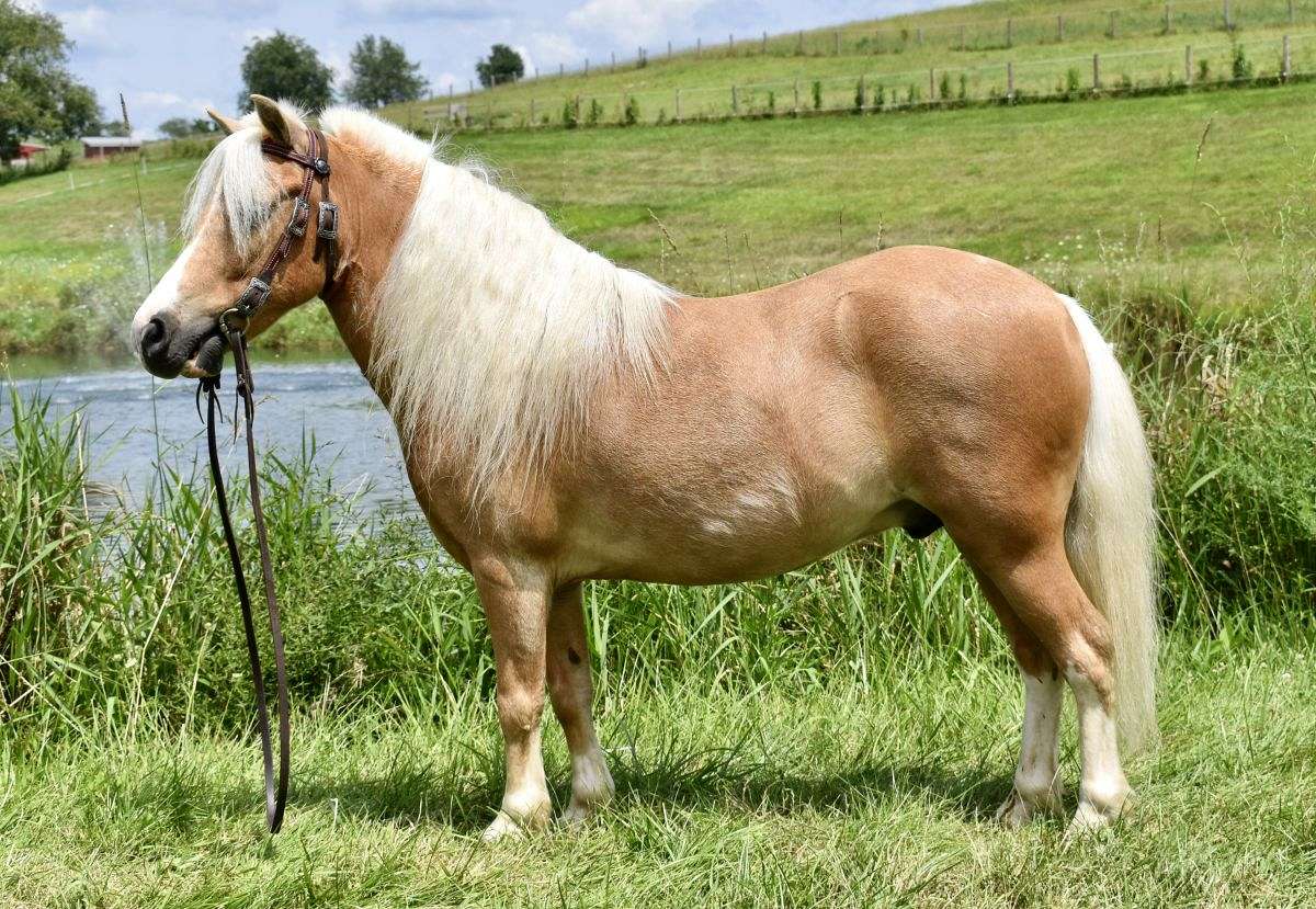 The Babysitter Pony You’Ve Been Dreaming of