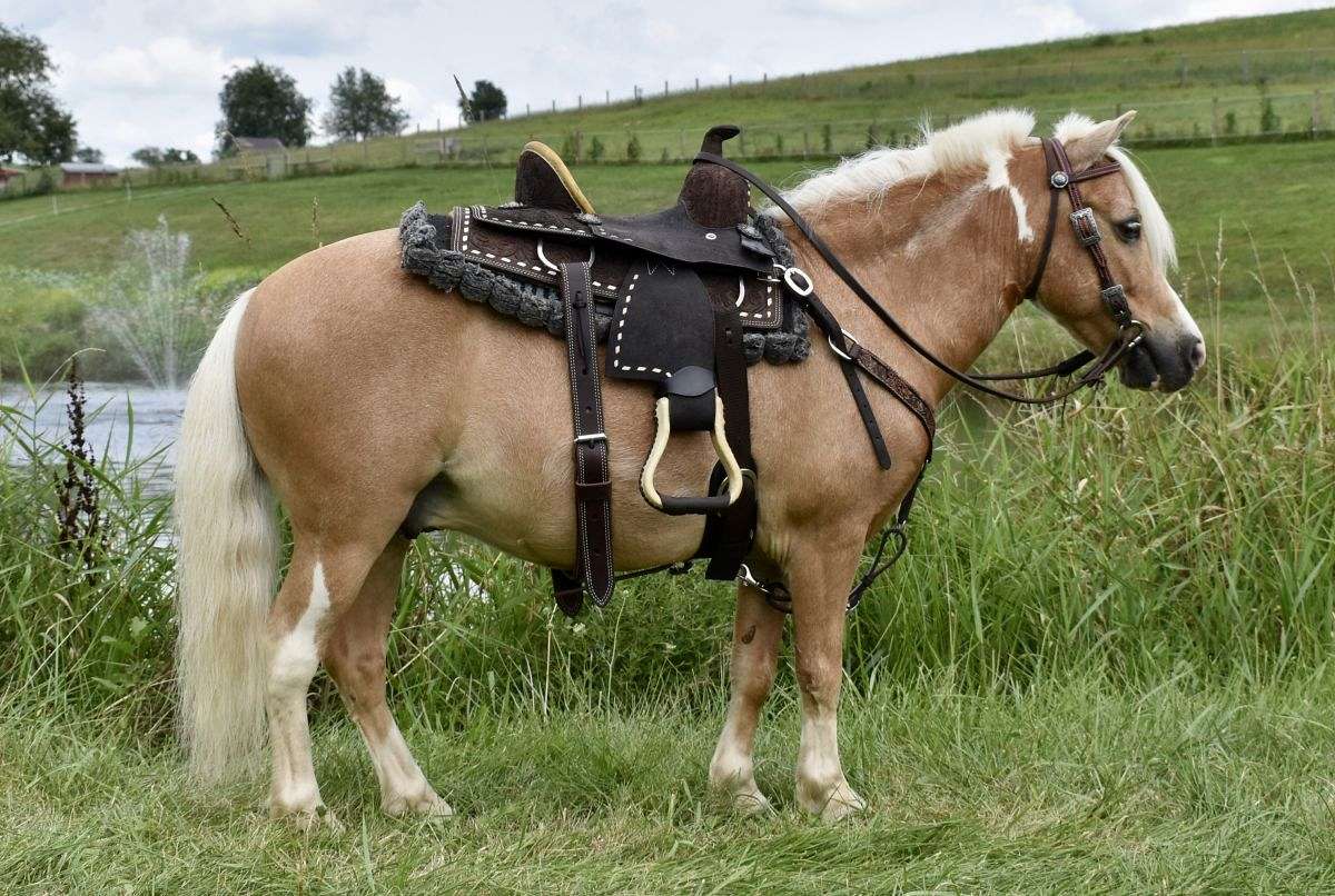 The Babysitter Pony You’Ve Been Dreaming of