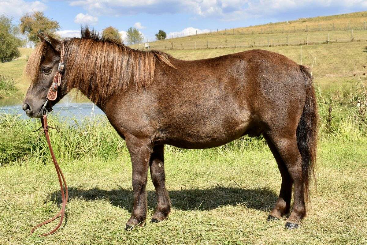 Midnight Dreams & Pony Rides – Safe, Smooth, and Stylish!