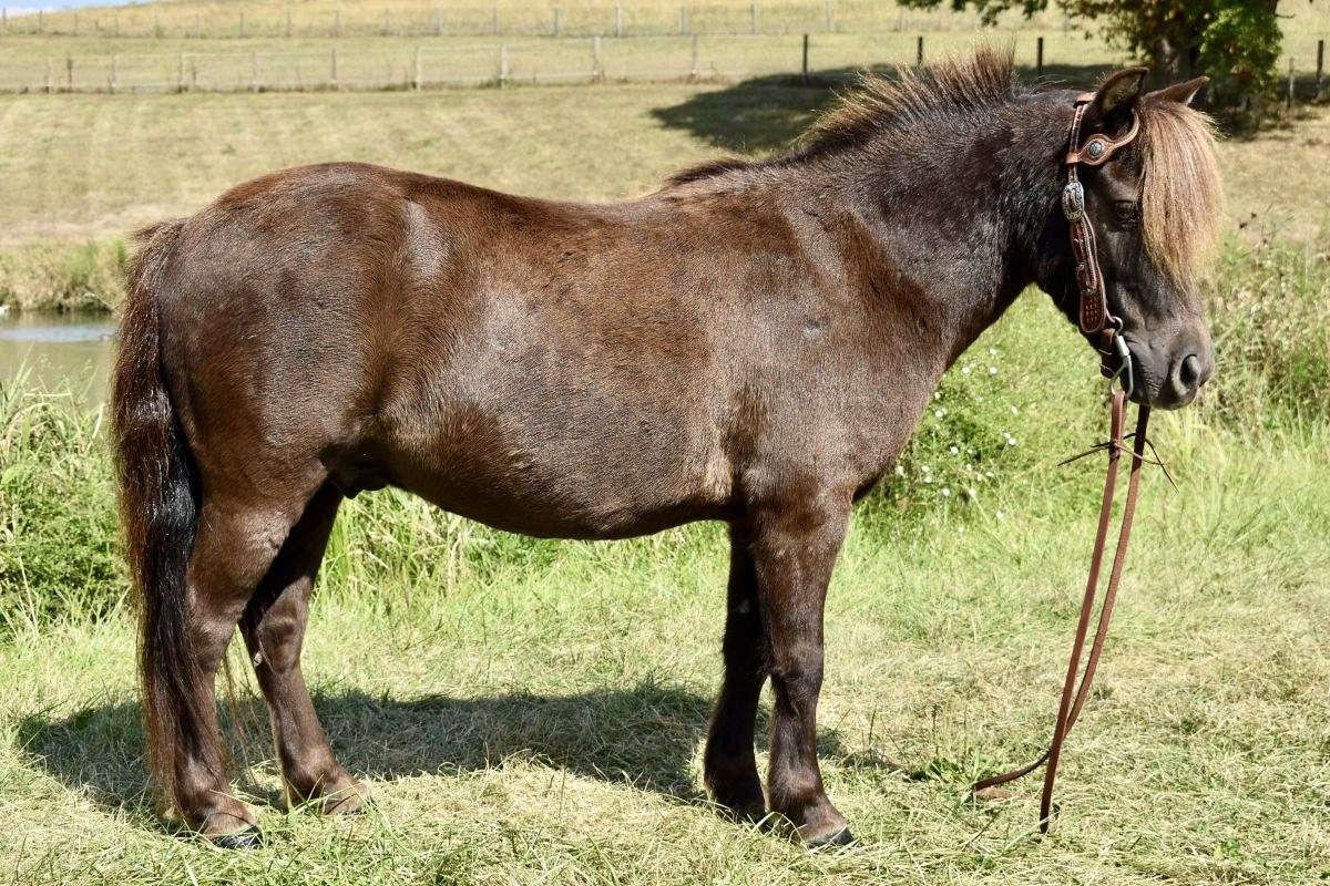 Midnight Dreams & Pony Rides – Safe, Smooth, and Stylish!