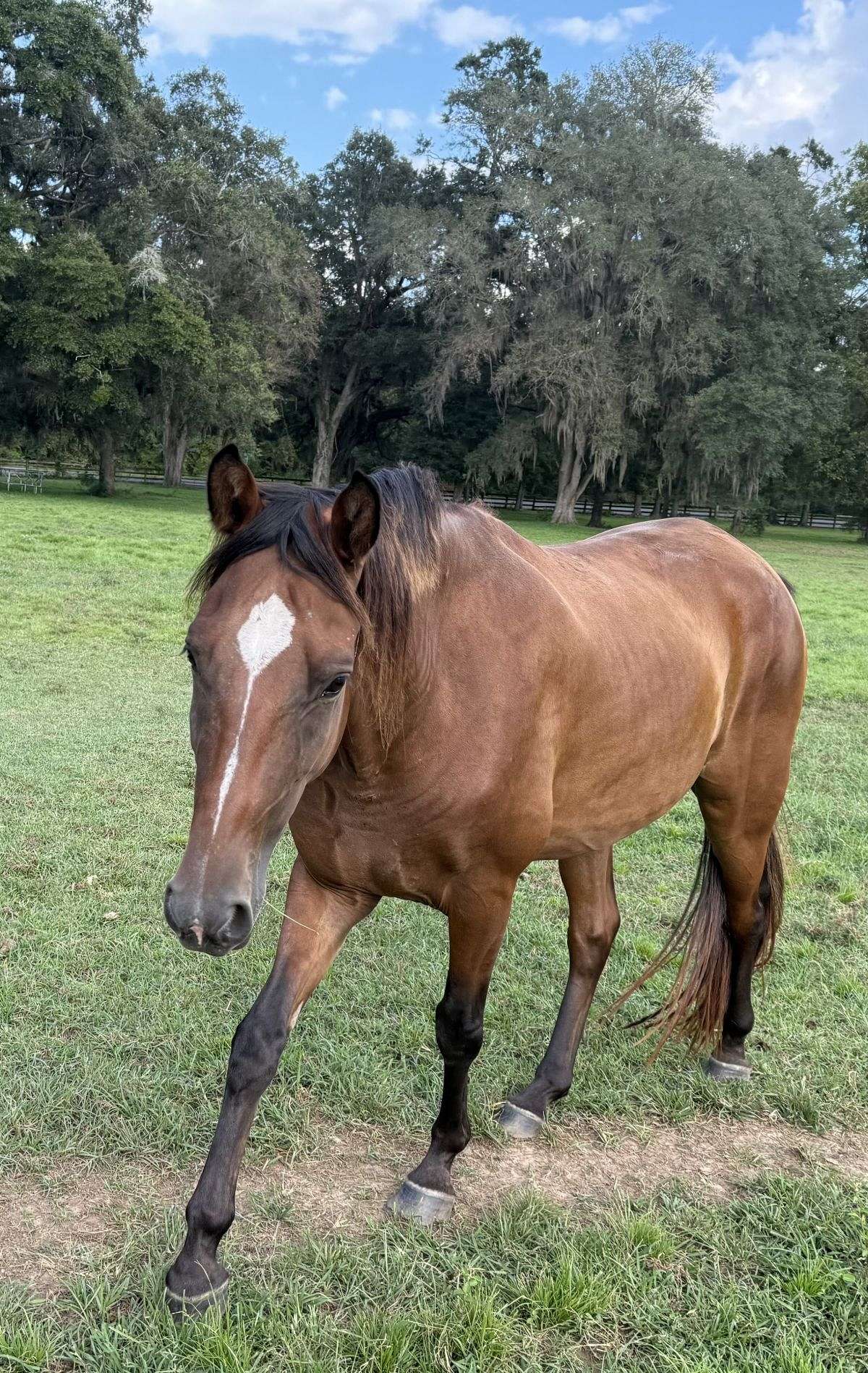 Ritzy Jose Thielen – TWHBEA Registered Bay Gelding (Born June 5, 2021)