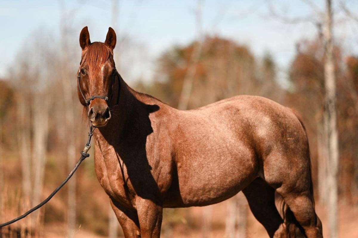 Beautiful Healthy Red Roan Peptoboonsmal Broodmare Only