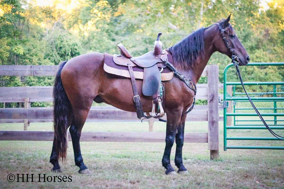 Super Nice Bay Morgan Gelding, Rides and Drives, Comfortable