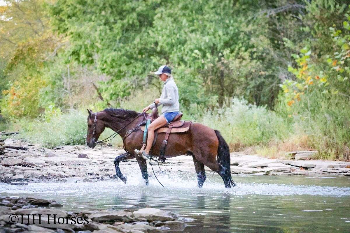 Super Nice Bay Morgan Gelding, Rides and Drives, Comfortable