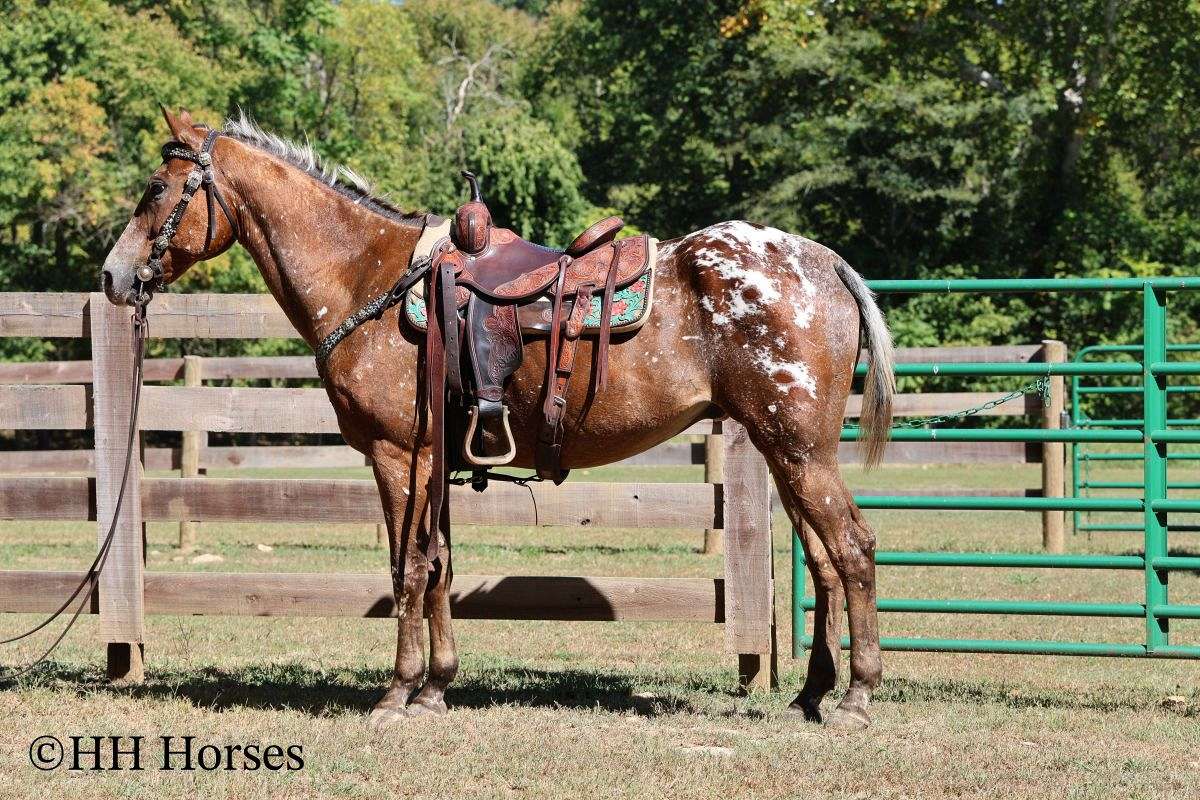 Really Nice Loud Colored Blanketed Appaloosa Gelding, Anyone Can Ride