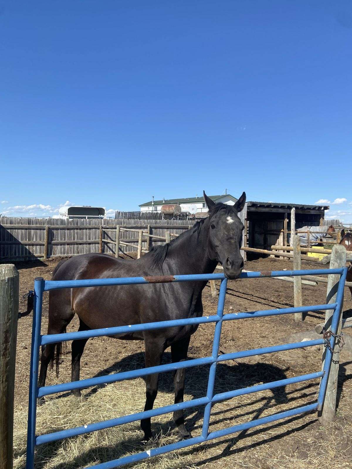 12 Year Old OTTB Mare, 16hh, Broke W/T/C, Calgary Ab