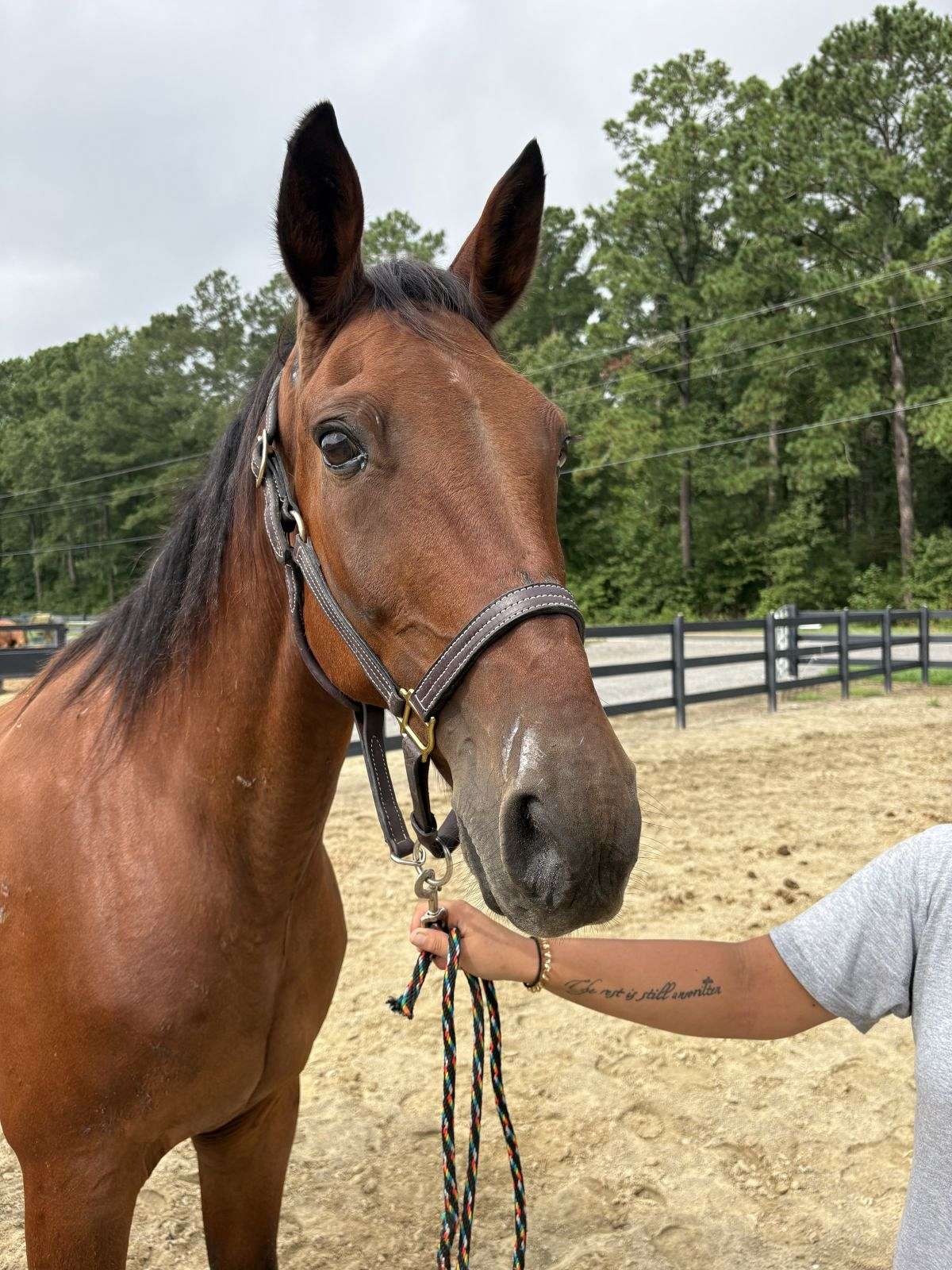 Bay Gaited Gelding