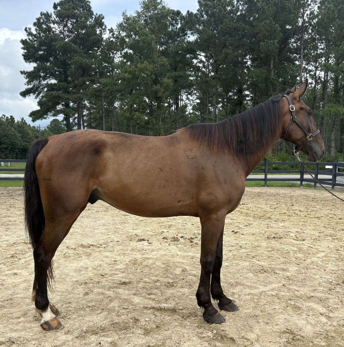 Bay Dutch Gelding