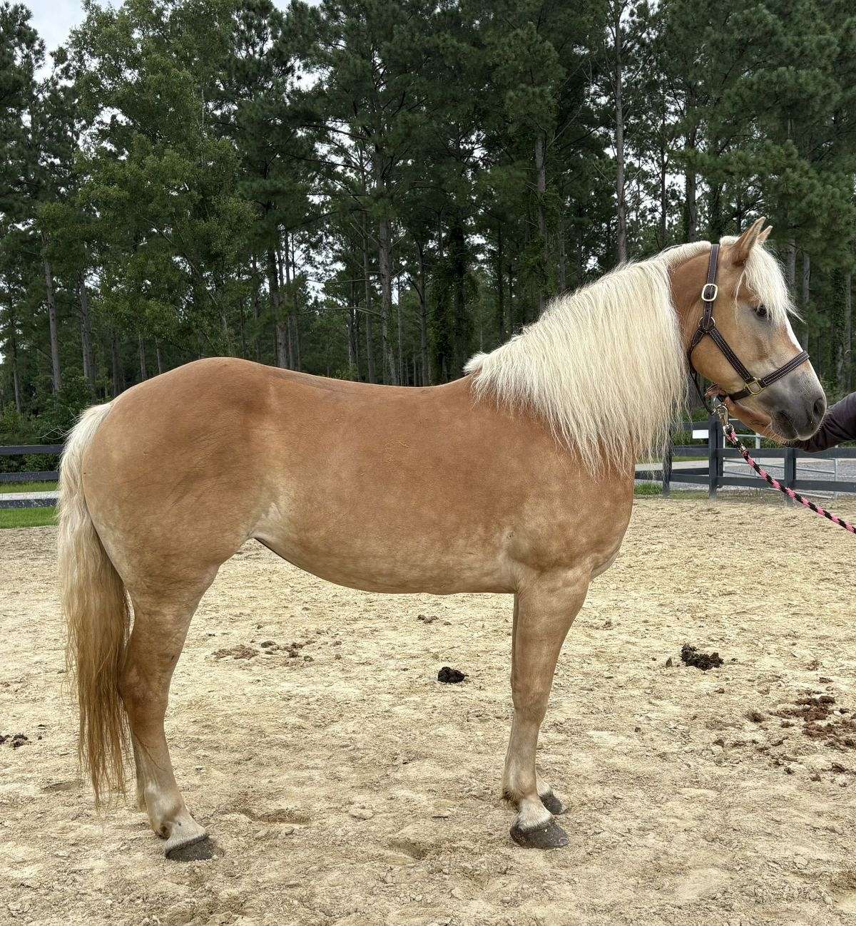 Registered Haflinger Mare