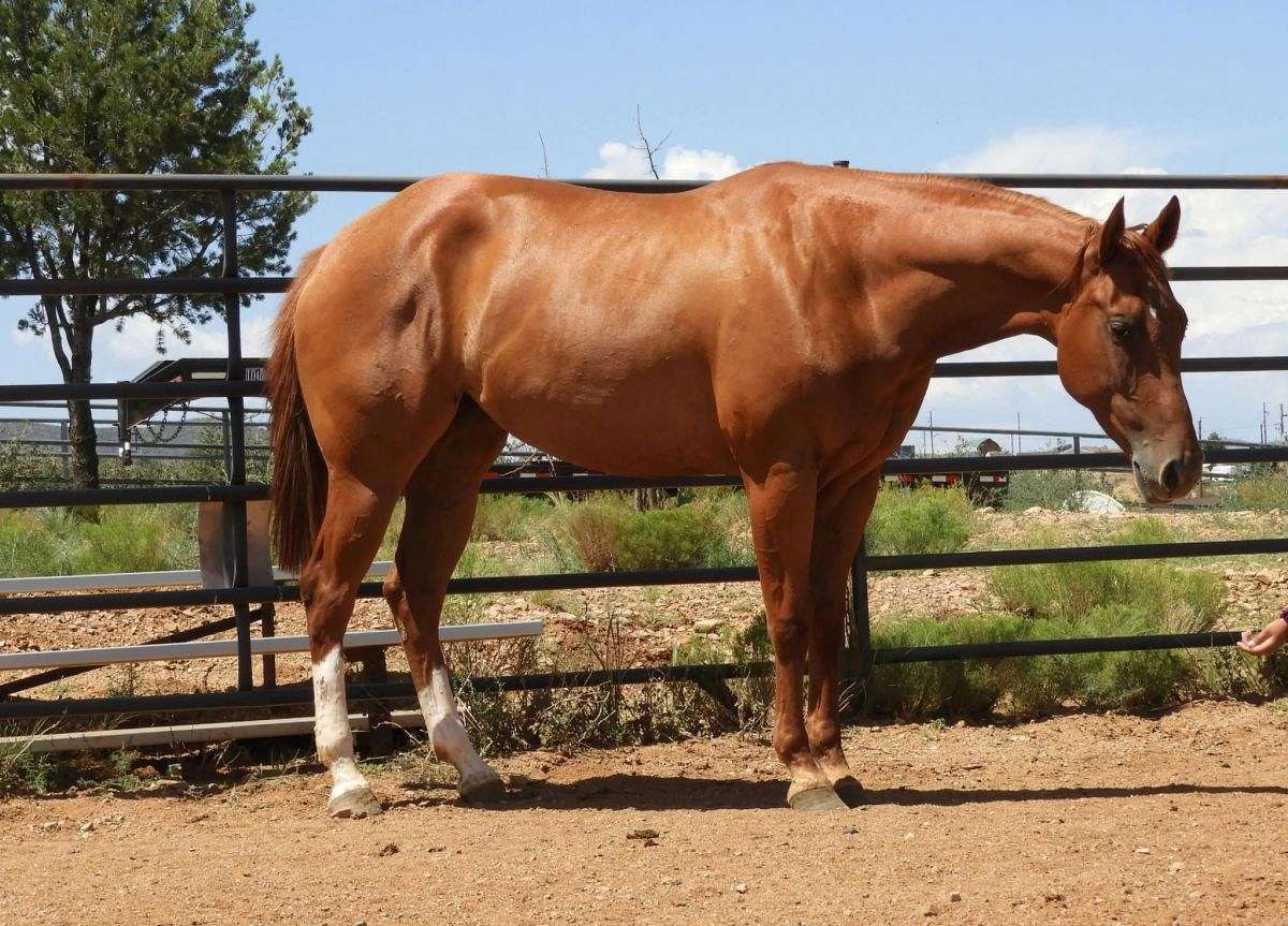 Mare by Hay Goodlookin Out of World Champion Dam Sensational Scandal