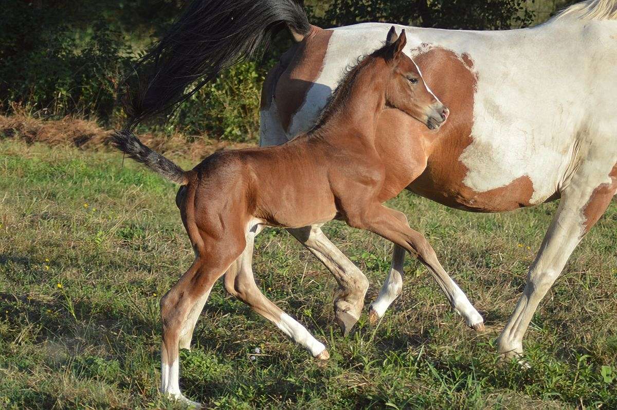 Exquisite Filly Foal With a 5 Star Bloodline, Sired by Mosito Vh Hellehof
