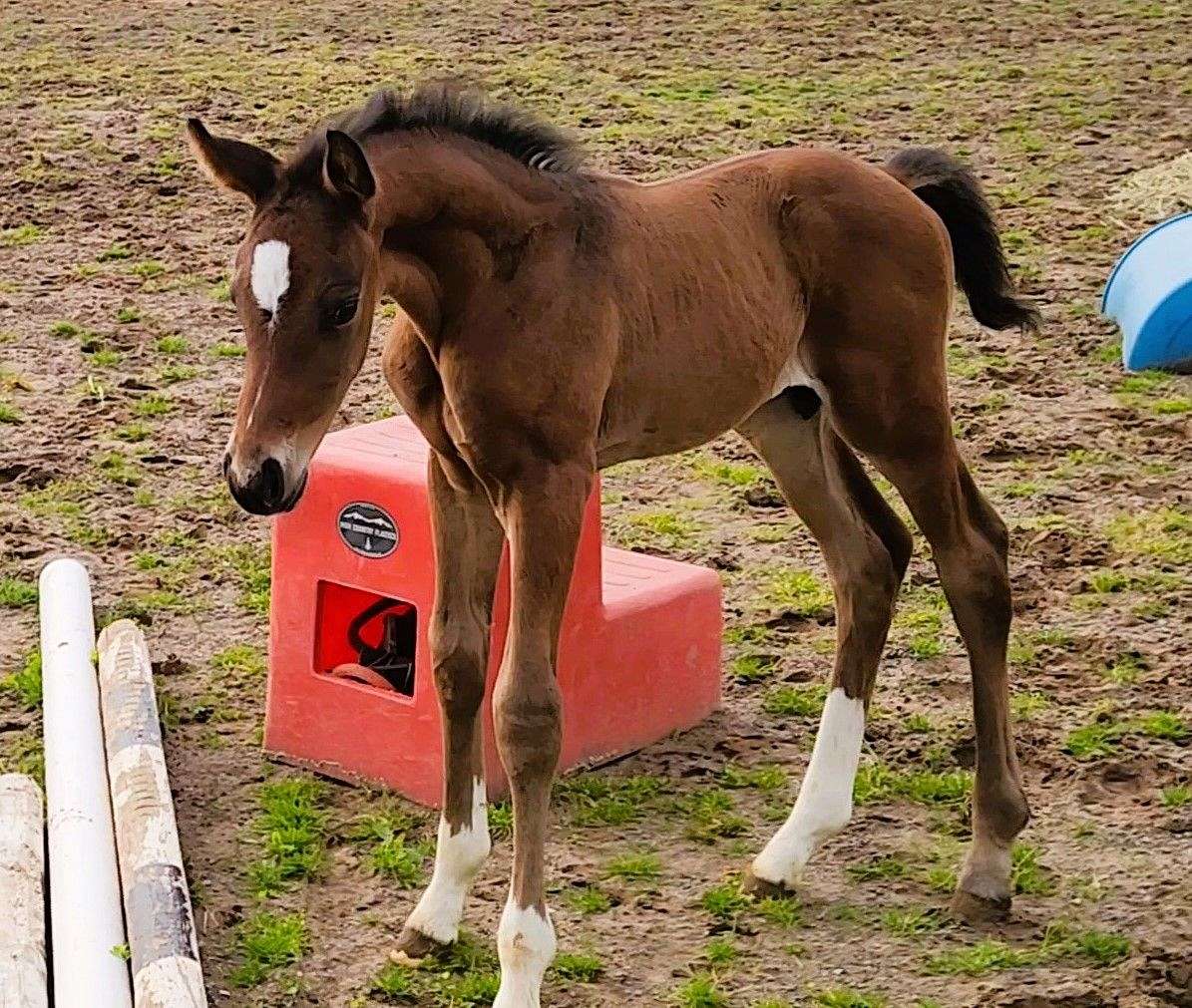 Handsome, Athletic and Good Moving Apiro Colt 25'