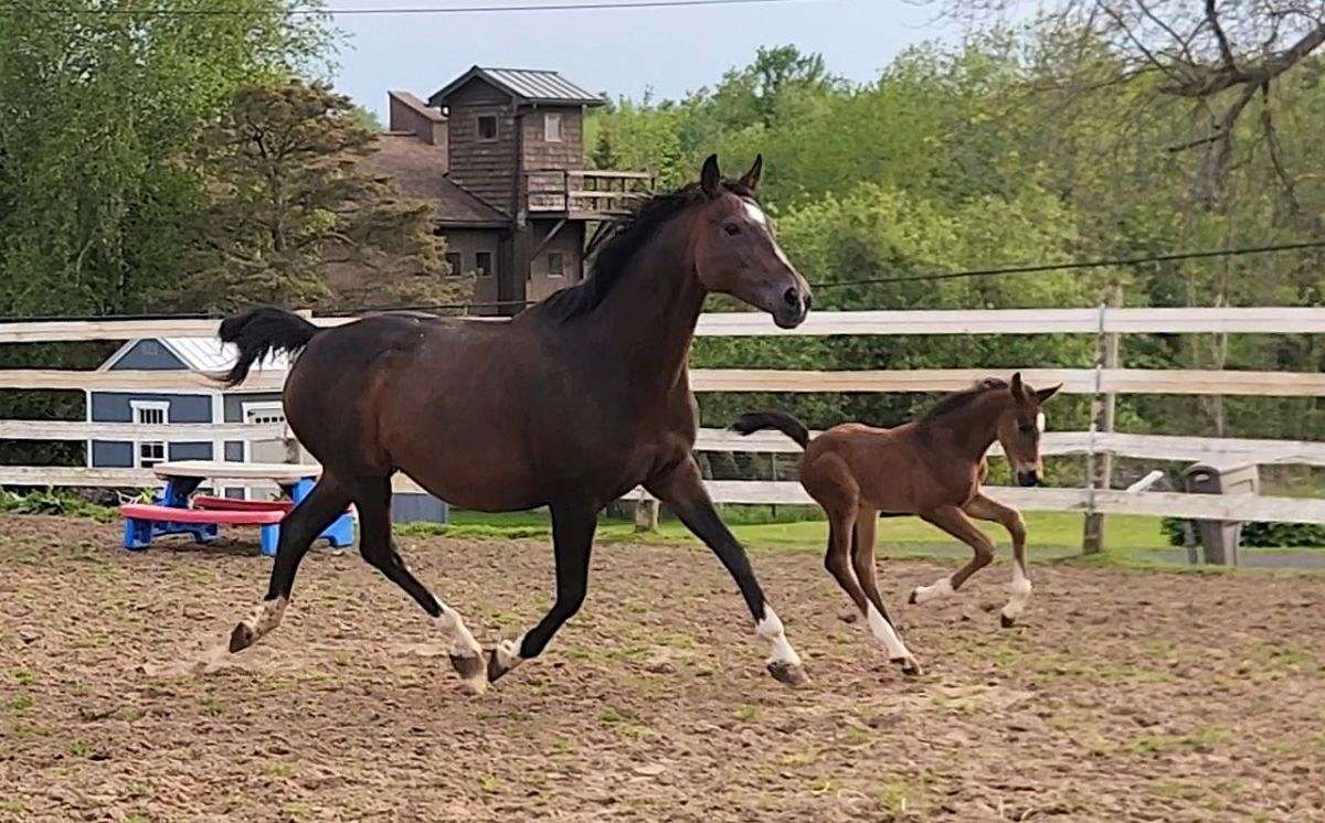 Handsome, Athletic and Good Moving Apiro Colt 25'