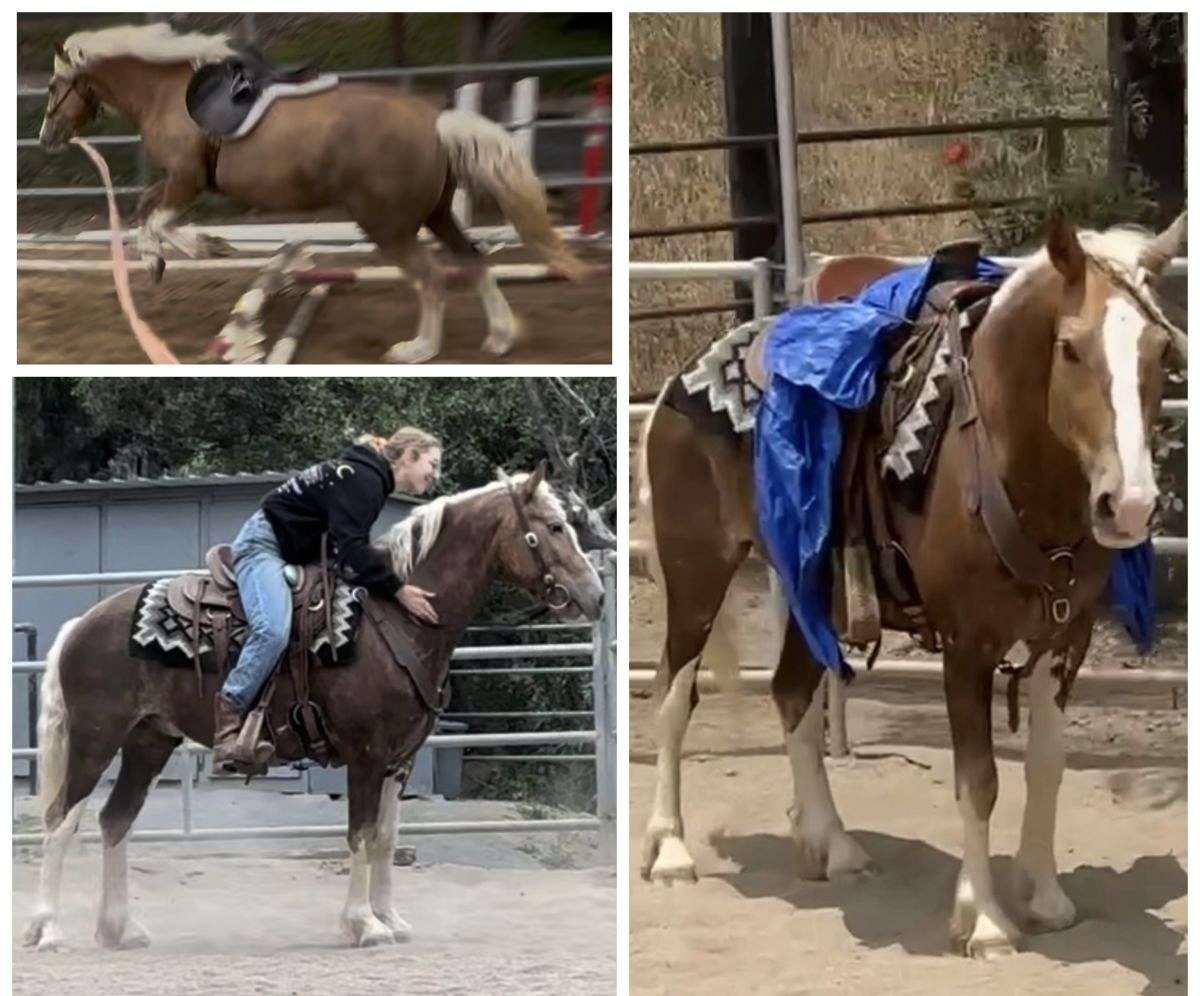 Butters- Gypsy Cross Gelding