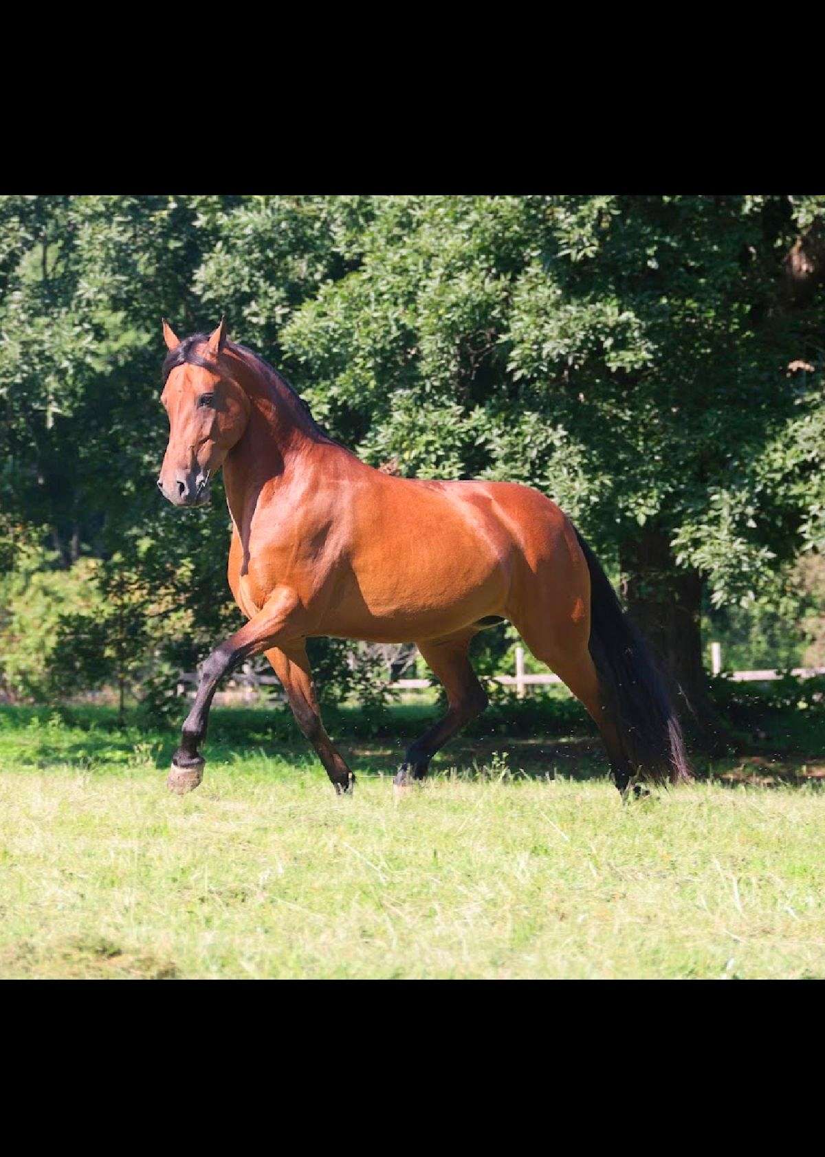 Stunning Friesian Sport Horse
