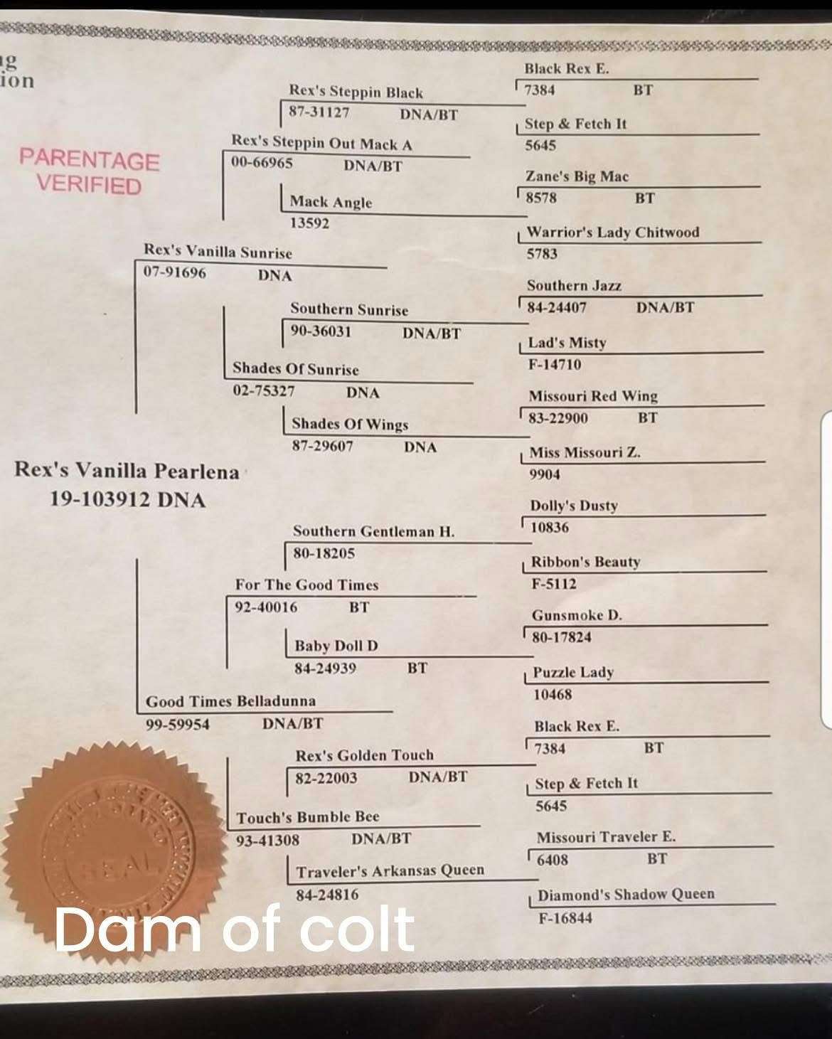 Beautiful Foxtrotter Gelding for Sale.