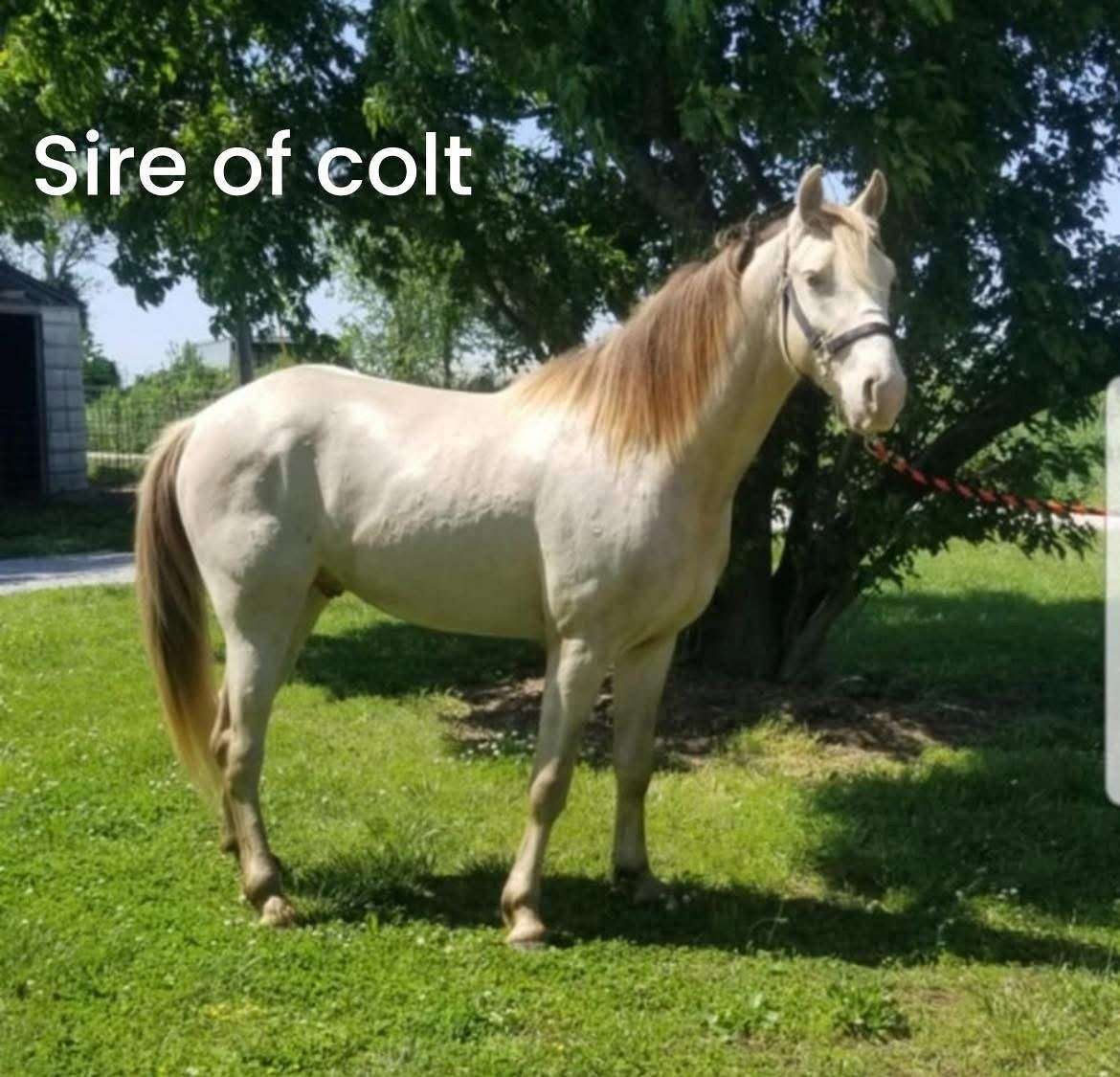 Beautiful Foxtrotter Gelding for Sale.