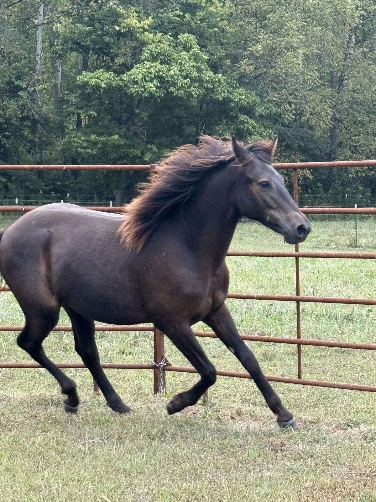 Beautiful Foxtrotter Gelding for Sale.