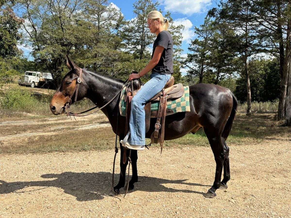 Well Broke to Ride John Mule - We Call Him "Donkey"