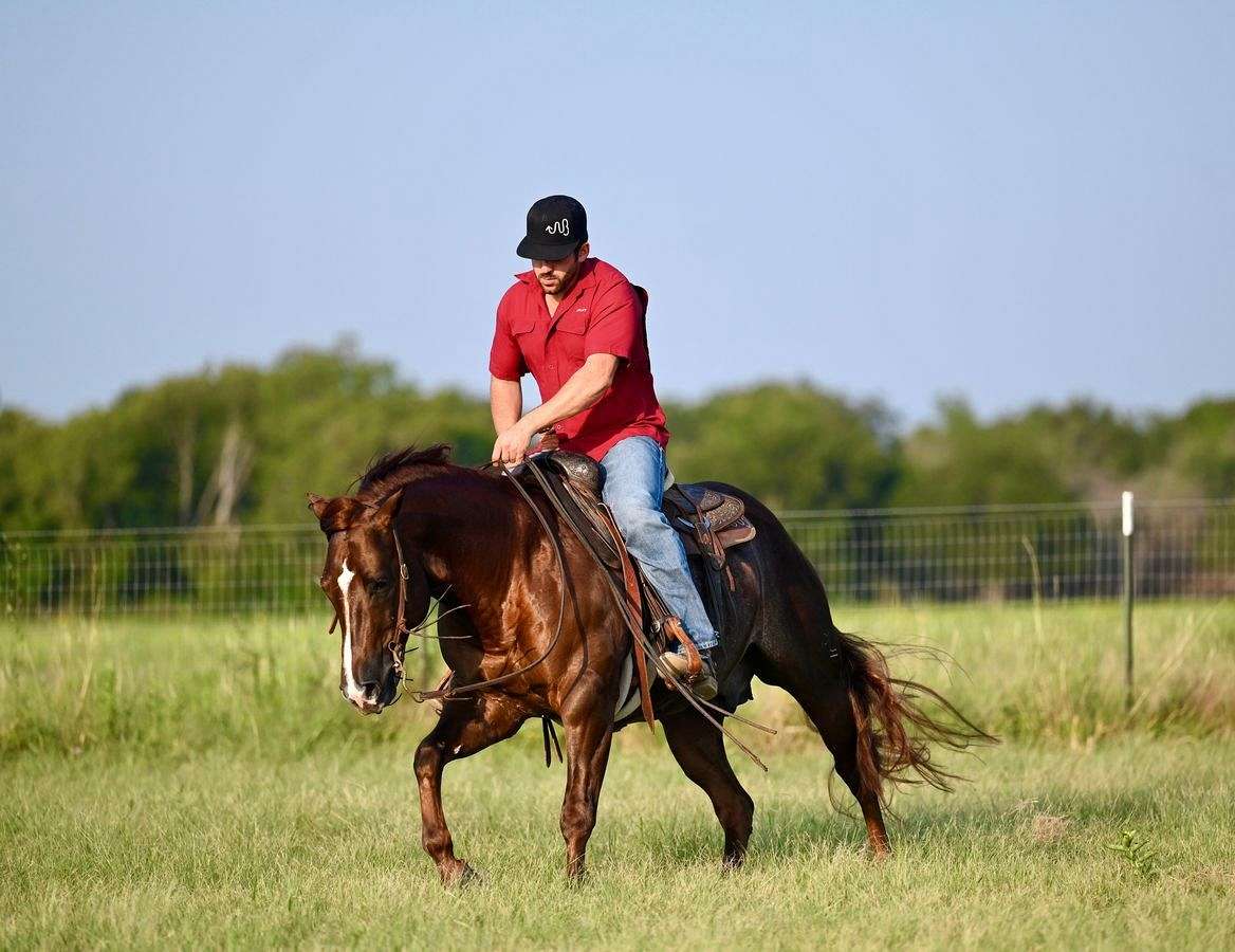 Venom - Super Fancy 6 Yr Old Sorrel AQHA Stallion!