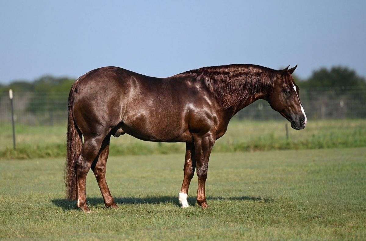 Venom - Super Fancy 6 Yr Old Sorrel AQHA Stallion!