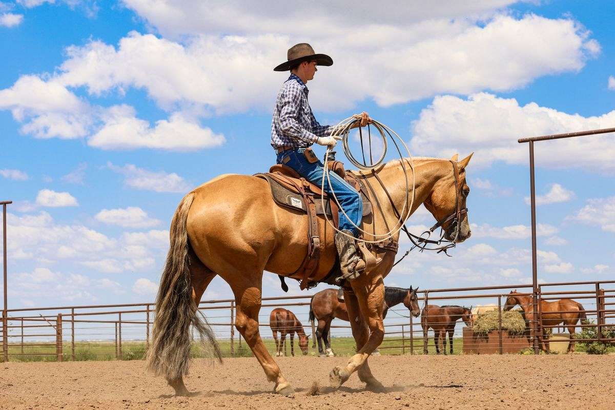 Swagger - Impeccable Ranch & Trail Horse 5 Yr Old Palomino AQHA Gelding!