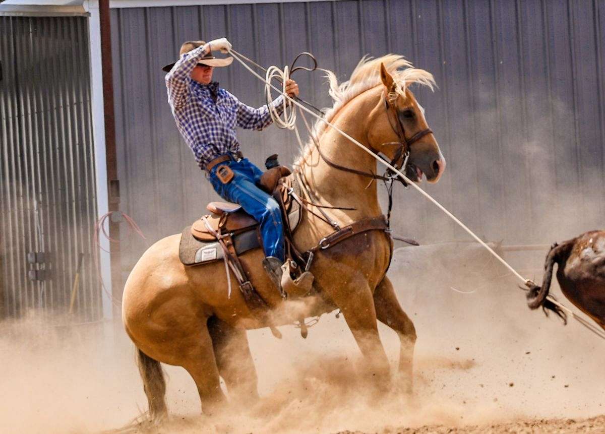 Swagger - Impeccable Ranch & Trail Horse 5 Yr Old Palomino AQHA Gelding!