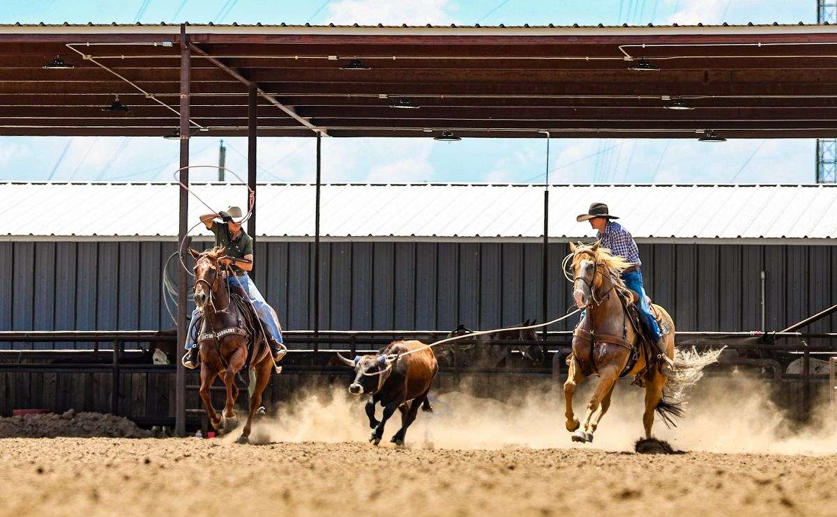 Swagger - Impeccable Ranch & Trail Horse 5 Yr Old Palomino AQHA Gelding!