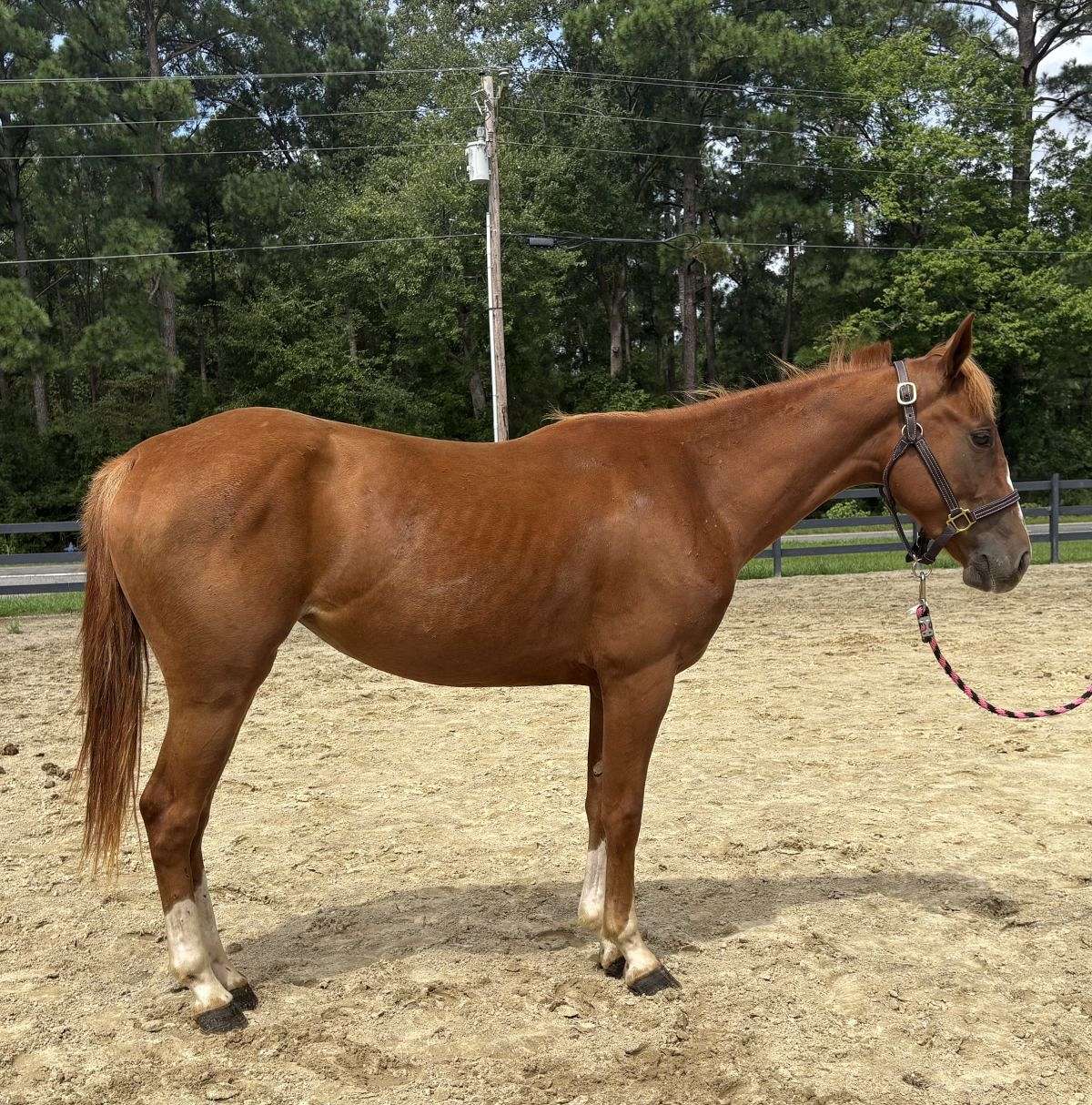 Sorrel QH Mare
