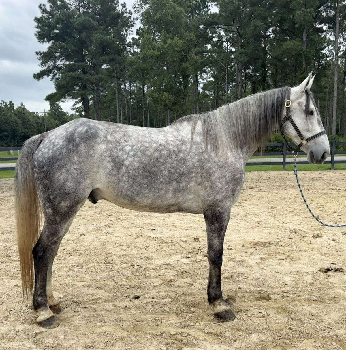 Dapple Grey Gelding