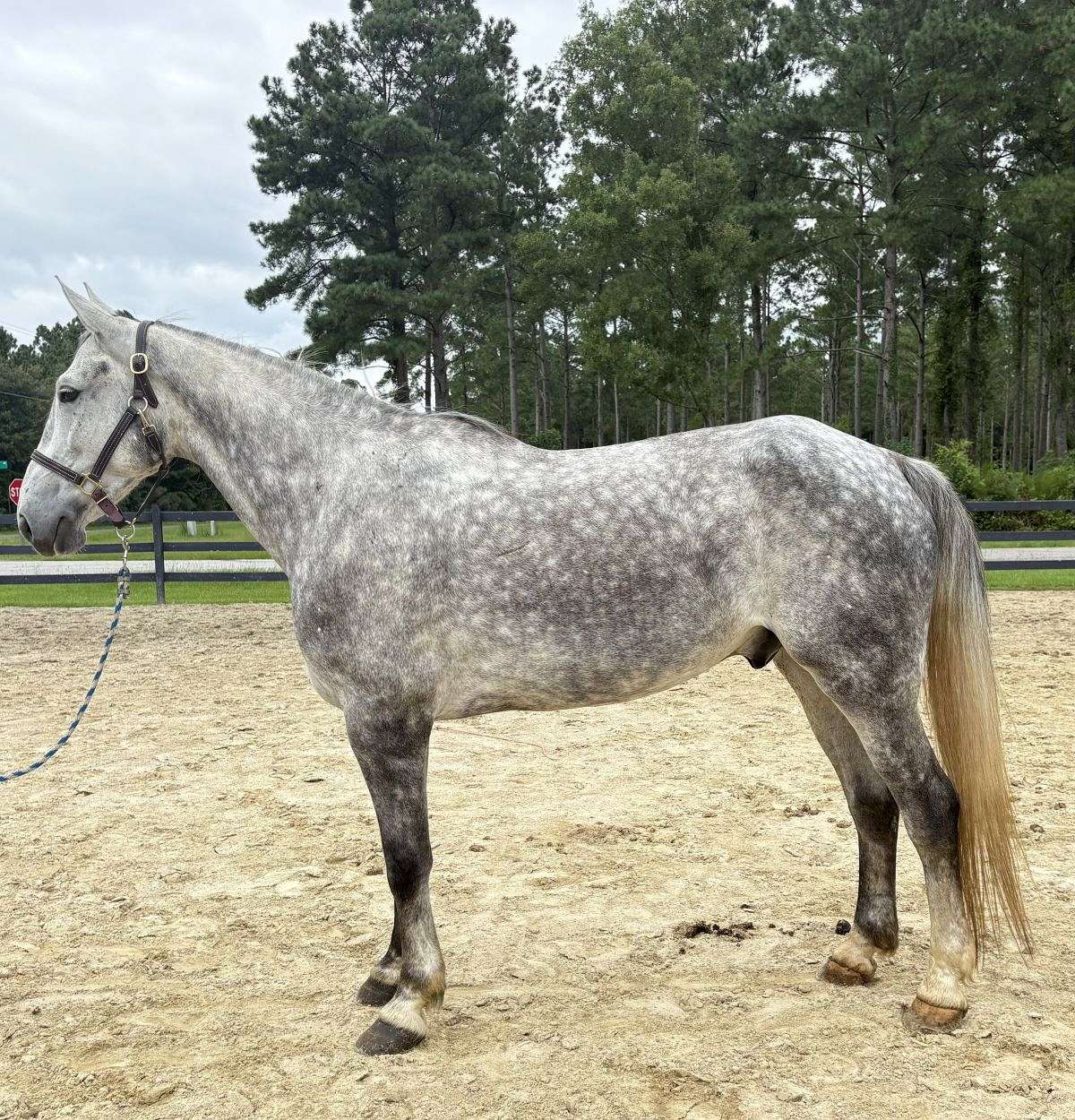 Dapple Grey Gelding