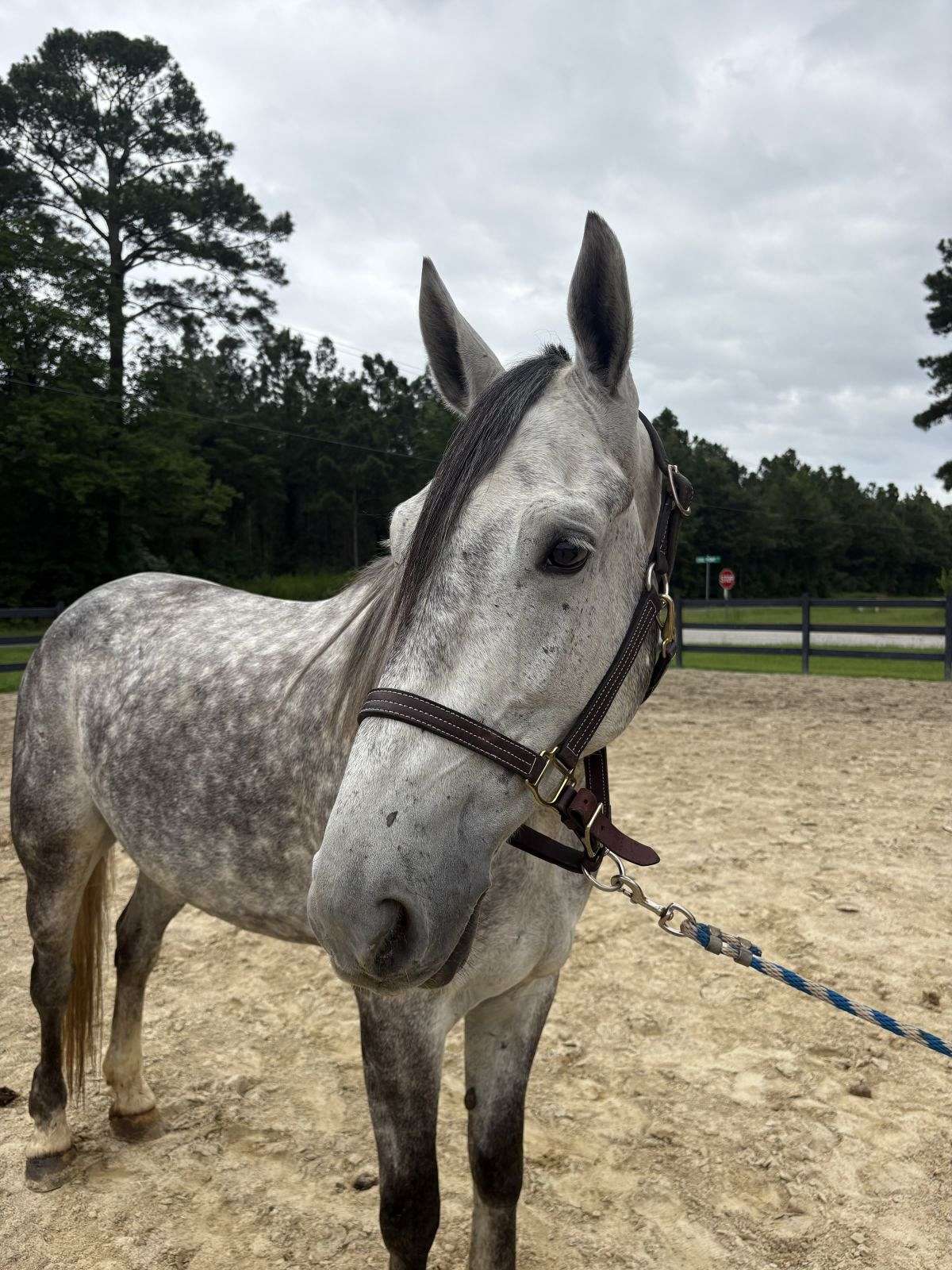 Dapple Grey Gelding