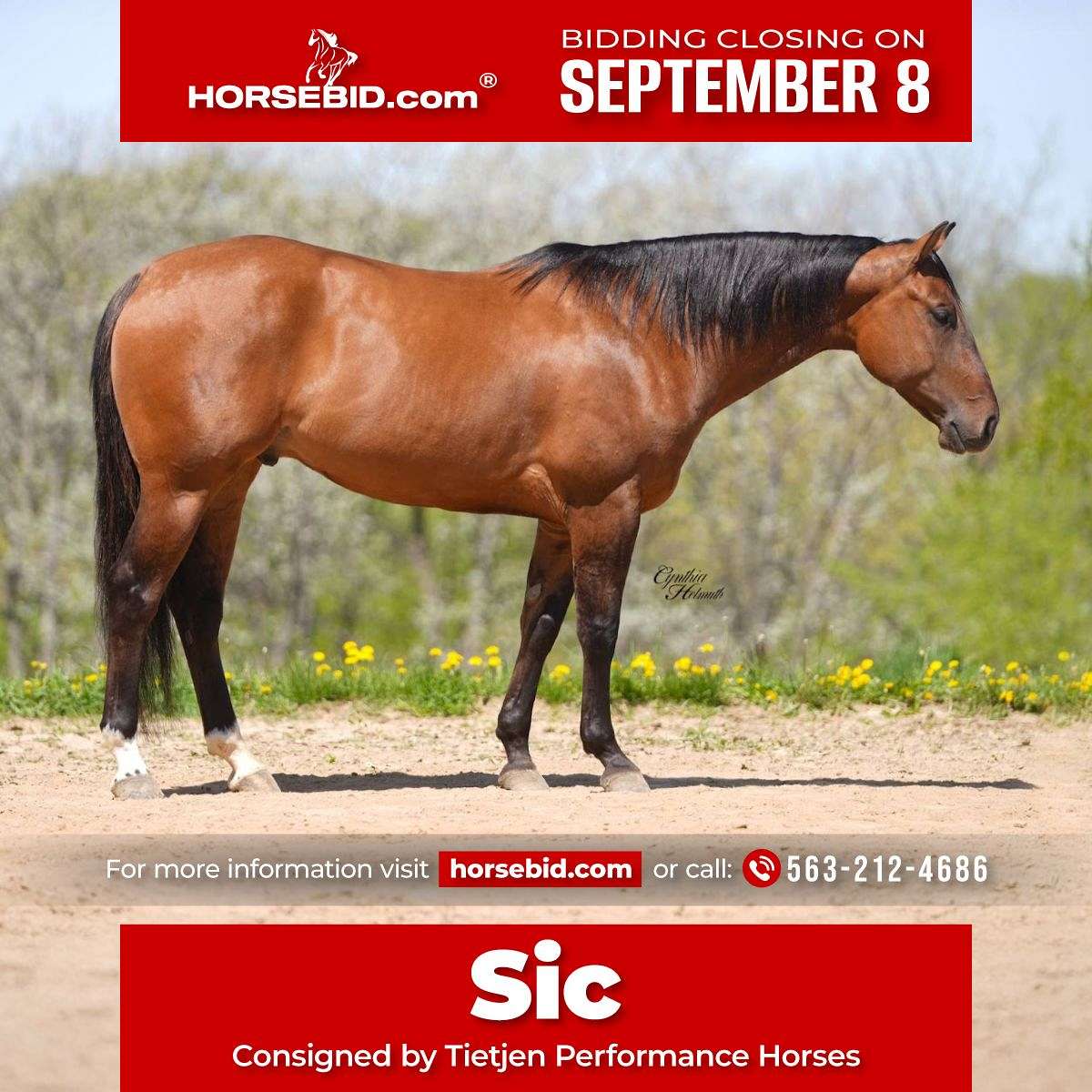 Sic - Stunning Rope Horse Prospect 4 Yr Old Dun AQHA Gelding!