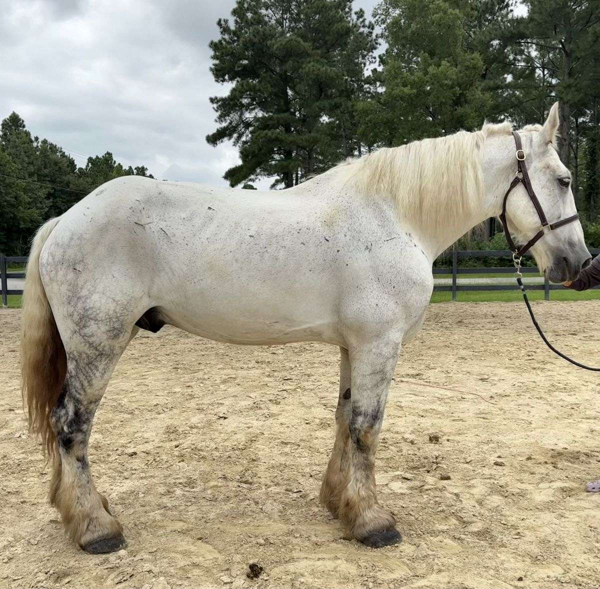 Grey Percheron Gelding