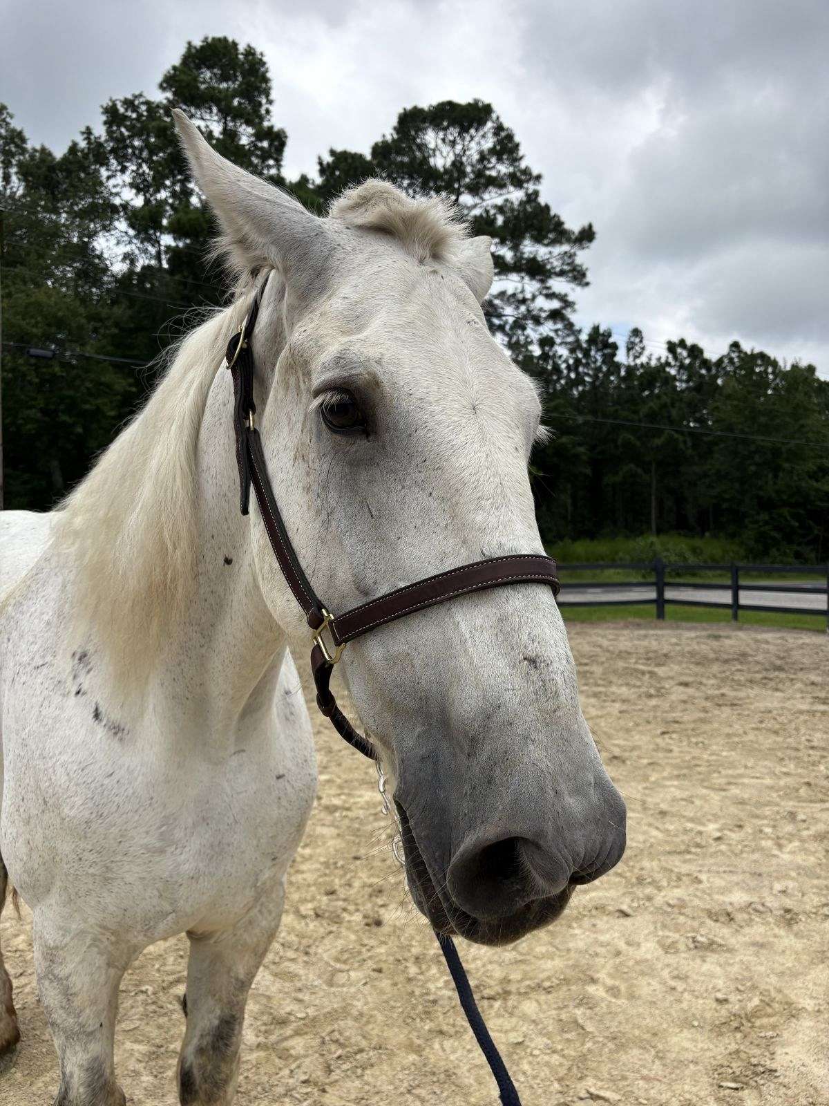 Grey Percheron Gelding