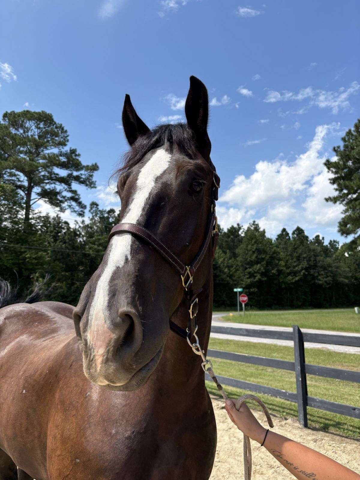 Big Percheron Gelding