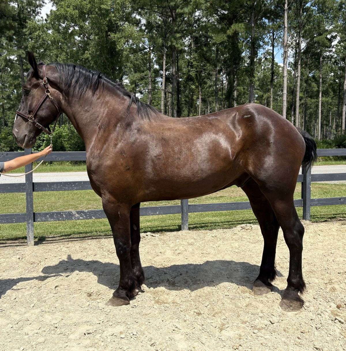 Big Percheron Gelding