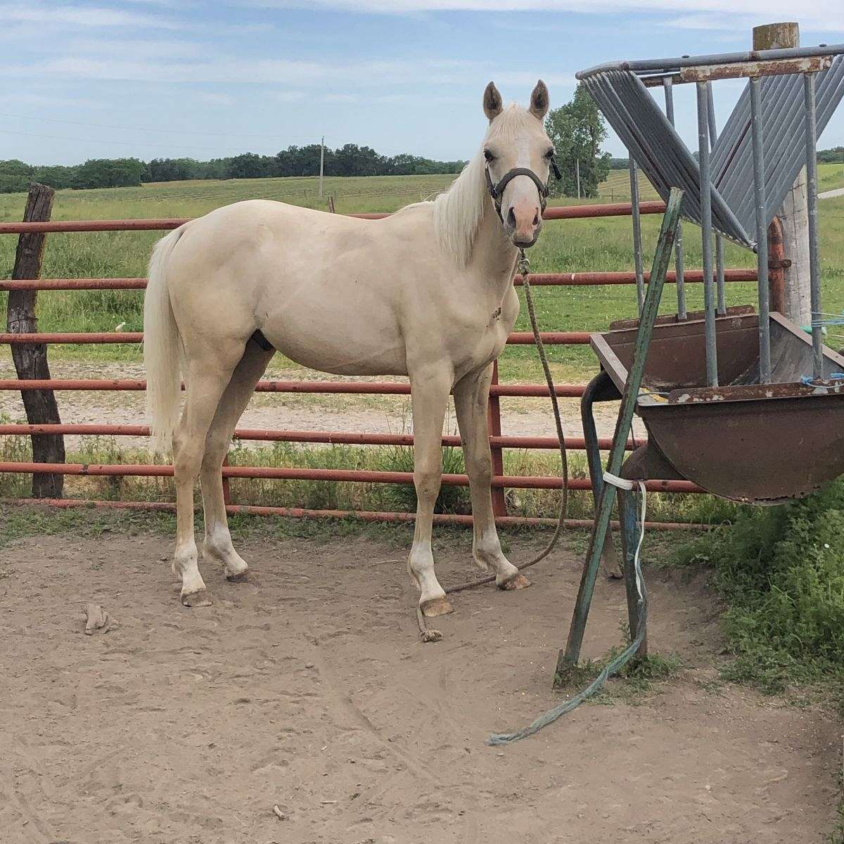 Pva Pull the Trigger