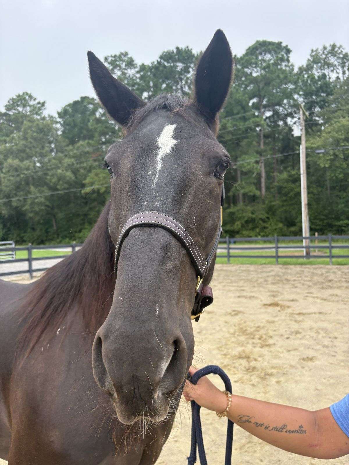 Black Percheron Cross